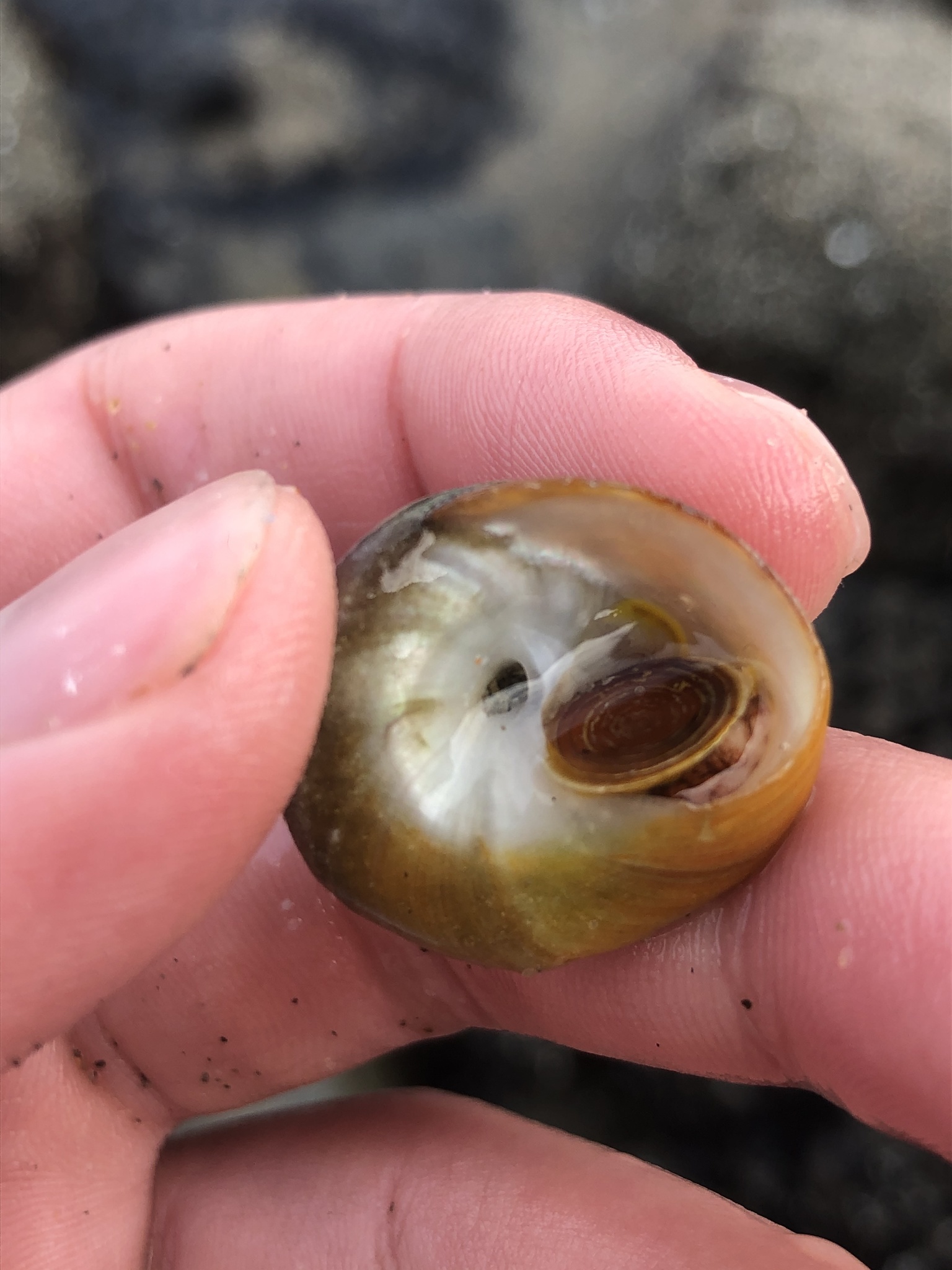 Tegula pulligo (Gmelin, 1791)