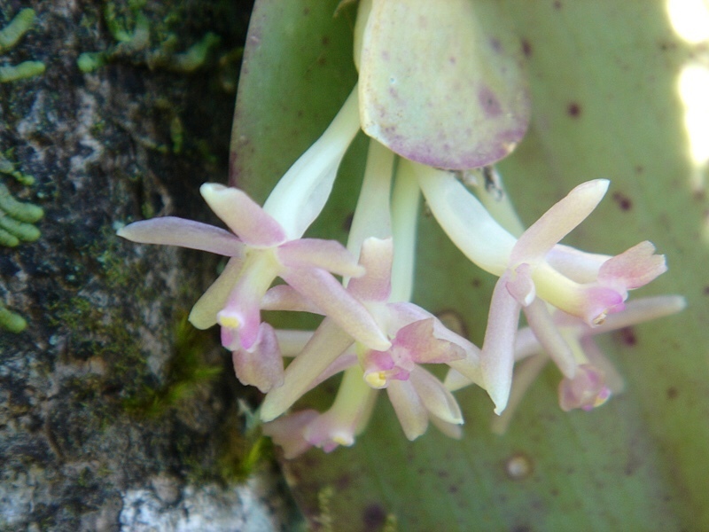 Epidendrum vesicatum (Orquídeas de Cunha) · iNaturalist