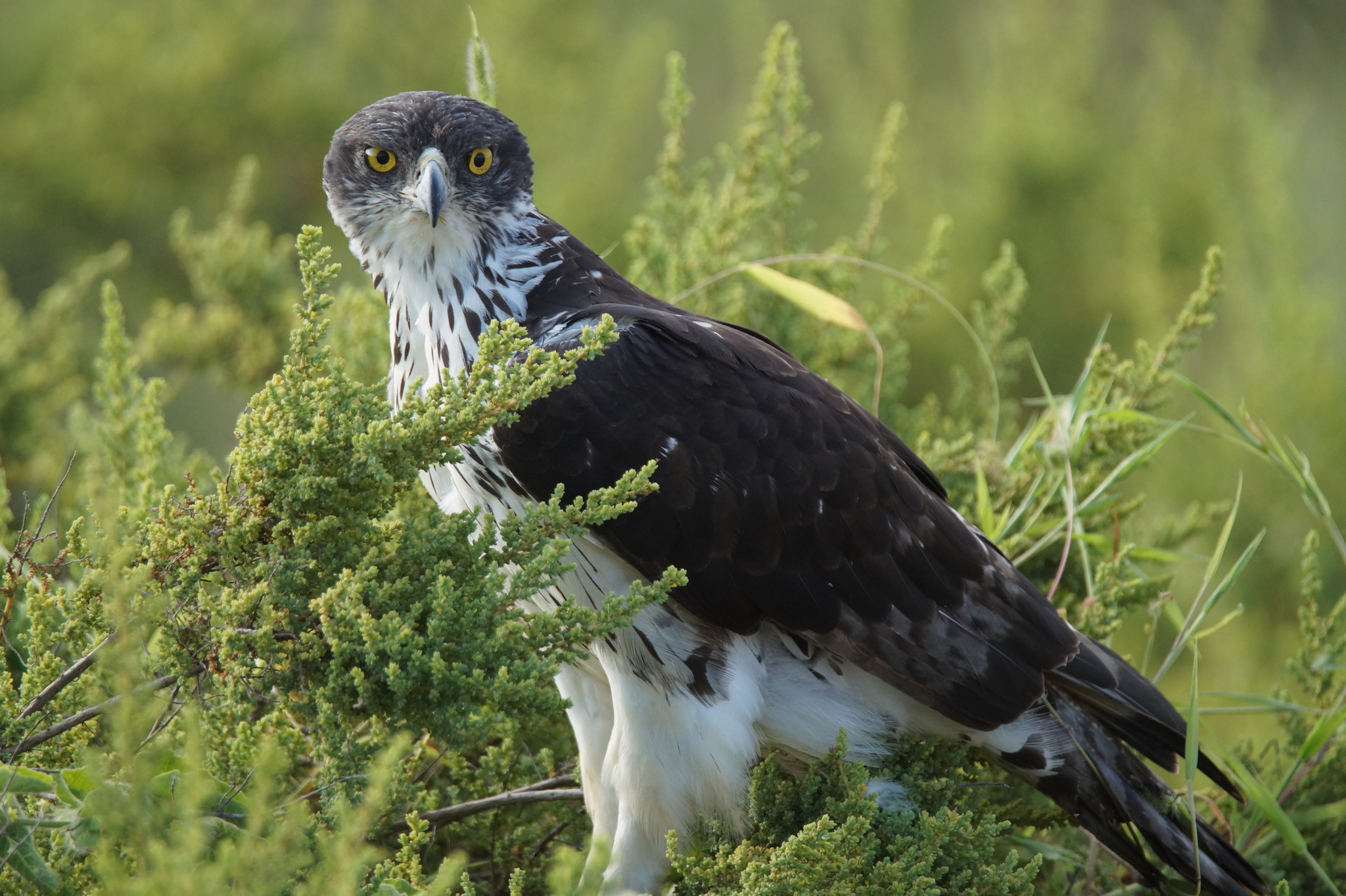 African Hawk Eagle