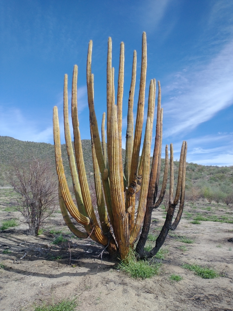 Pitayo dulce (Vegetación de BCS) · iNaturalist