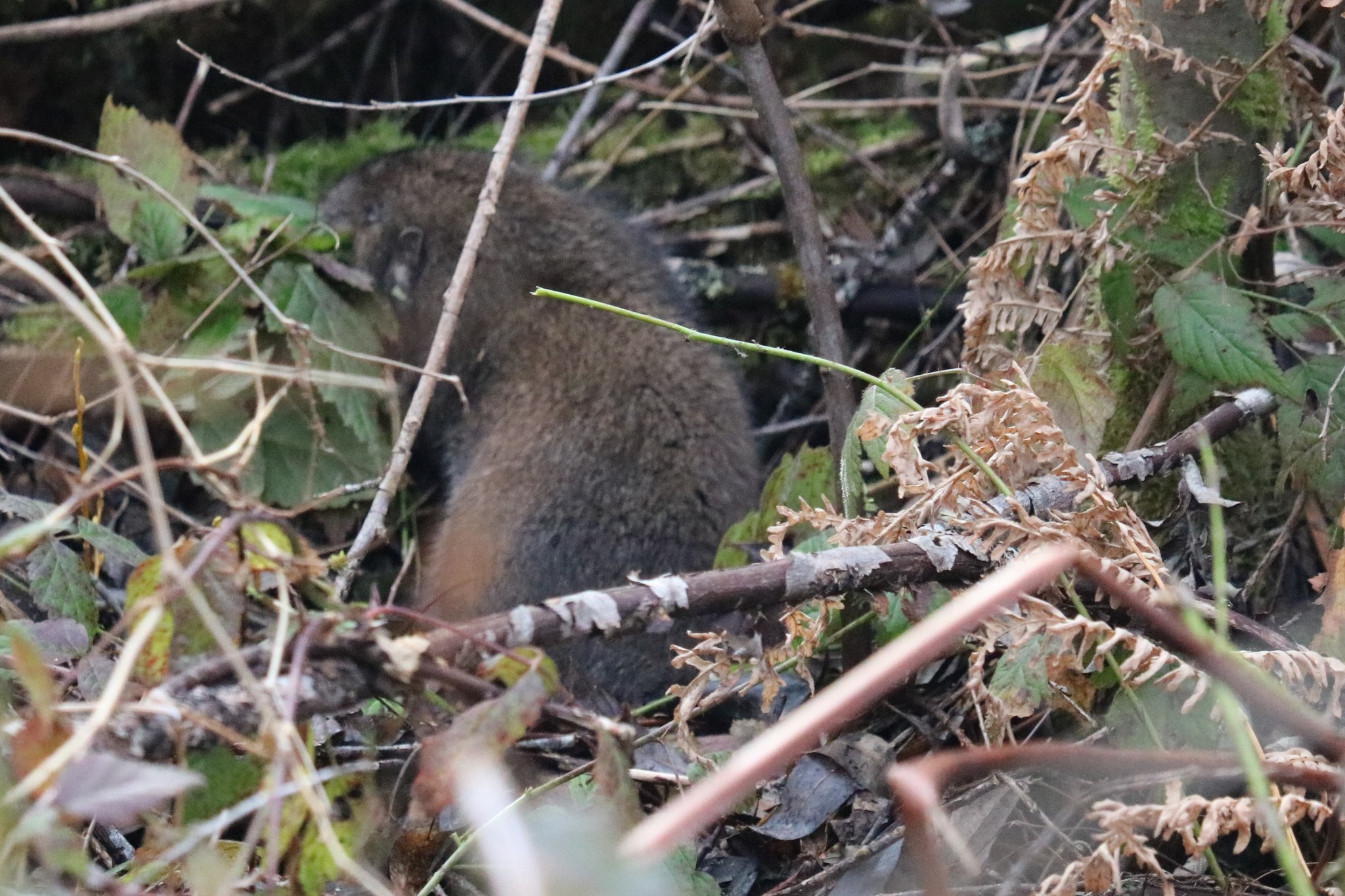 Aplodontia rufa (Rafinesque, 1817)