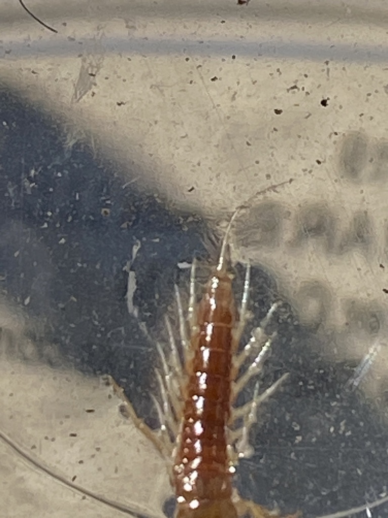 Holarctic Alderflies from McClellan Ranch Preserve, Cupertino, CA, US ...
