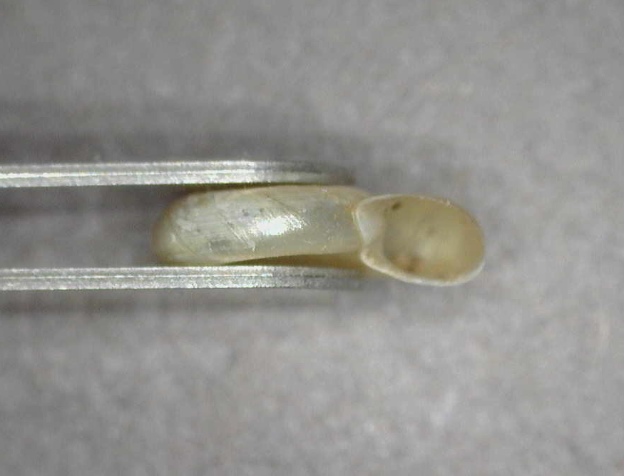 Ash Gyro (Madeira Snails) · iNaturalist