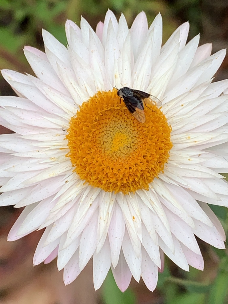 Geron from Australian National Botanic Gardens, Canberra Central ...