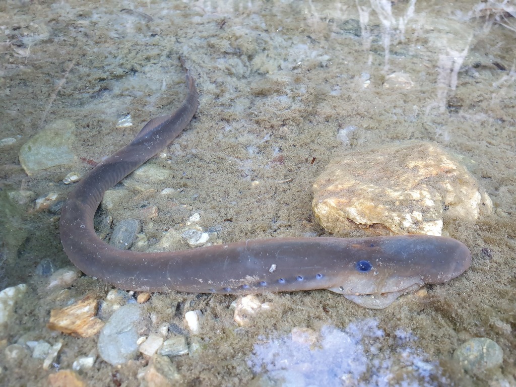 Pouched Lamprey (Threatened Species recorded in Waipa District, New ...