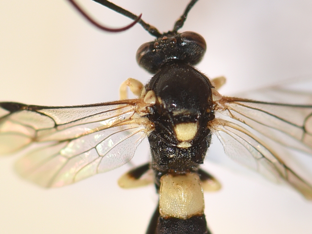 Ichneumonid Wasps from 15 James St, Swan View WA 6056, Australia on ...