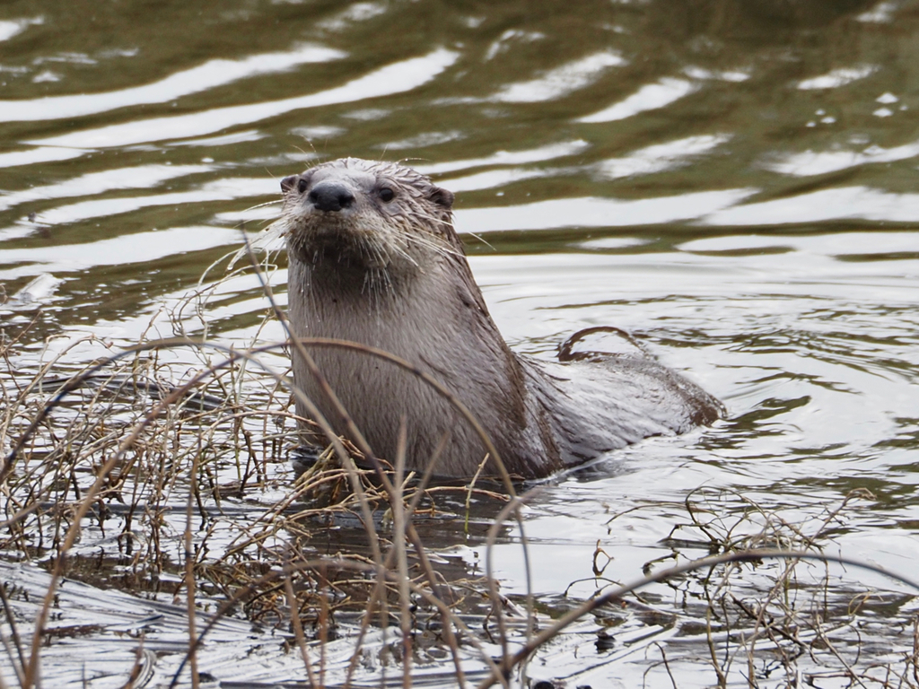 North American River Otter (Lontra canadensis) - Know Your Mammals