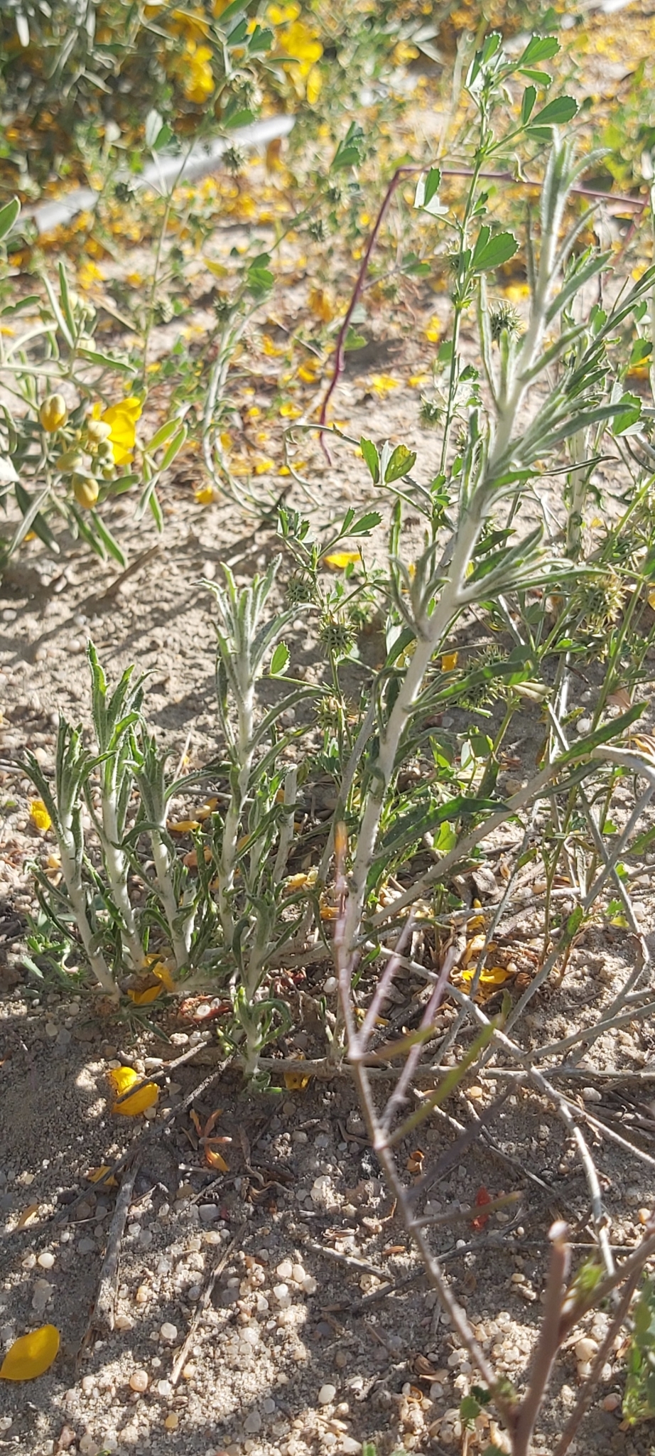 Rhanterium epapposum Oliv.