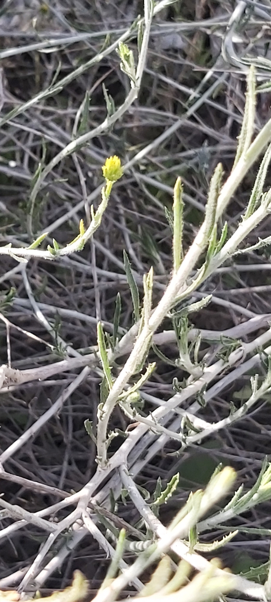 Rhanterium epapposum Oliv.