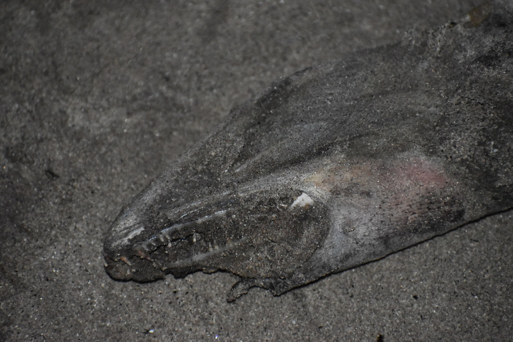 Snaggle-toothed Snake Eel (Aplatophis zorro) - Marine Life Identification