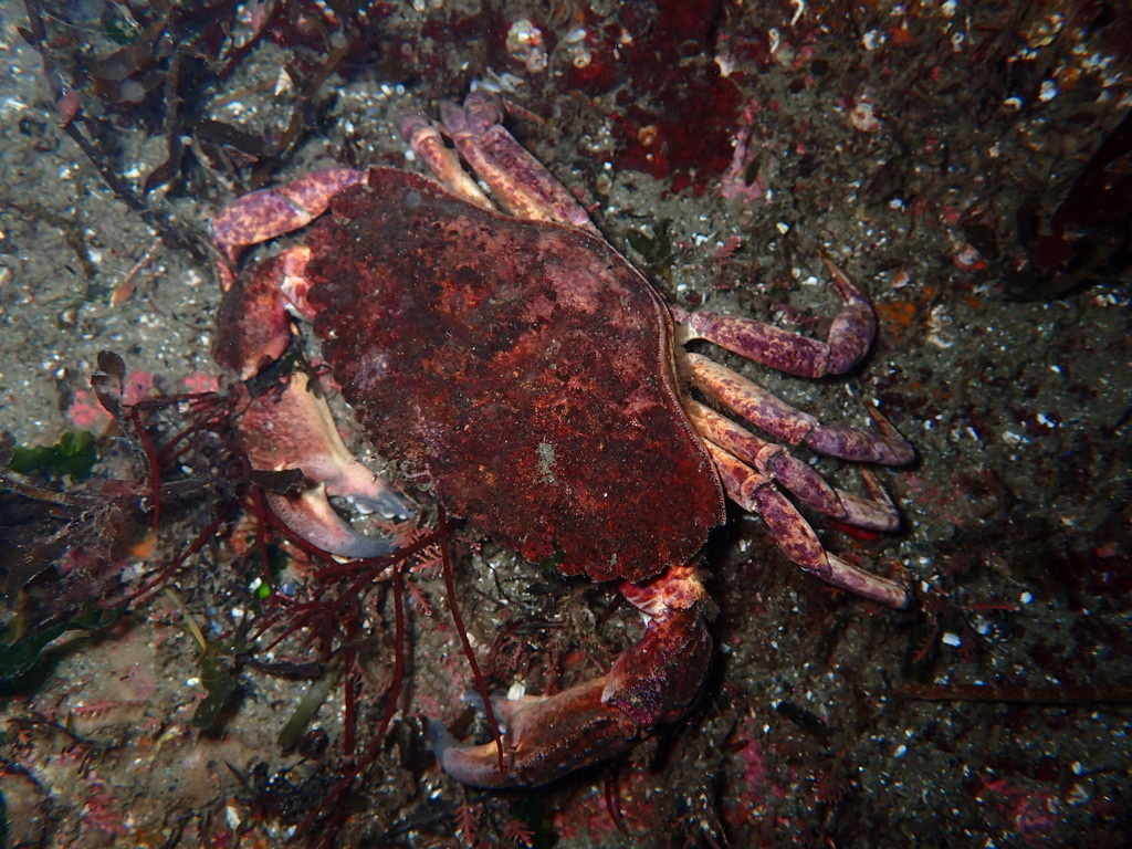 Red Rock Crab from Nanaimo, BC, Canada on 20 January, 2021 at 10:03 PM ...