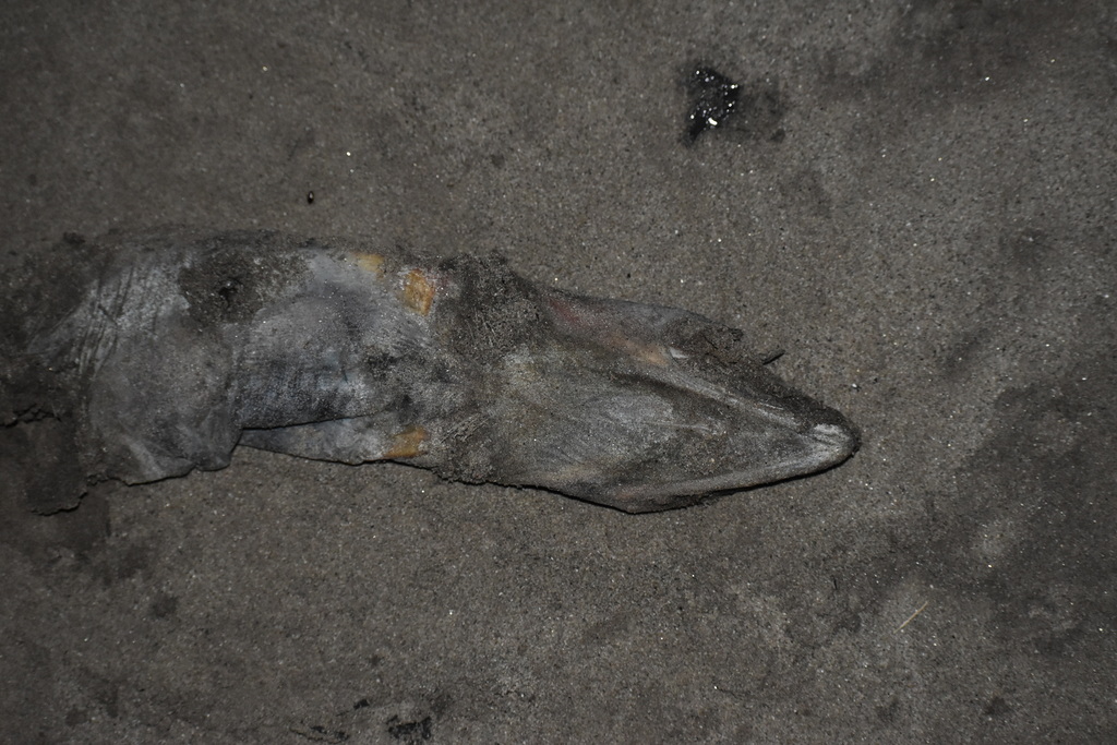 Snaggle-toothed Snake Eel (Aplatophis zorro) - Marine Life Identification