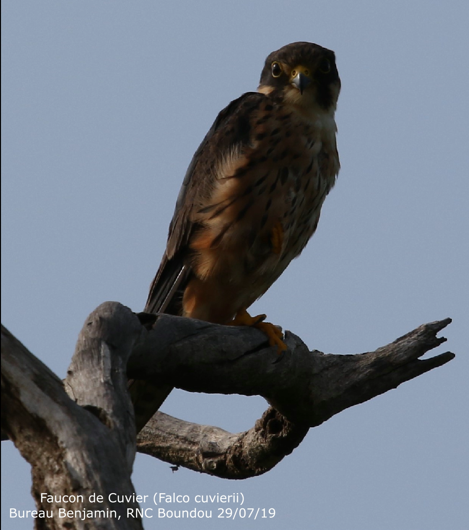 Falco cuvierii A.Smith, 1830