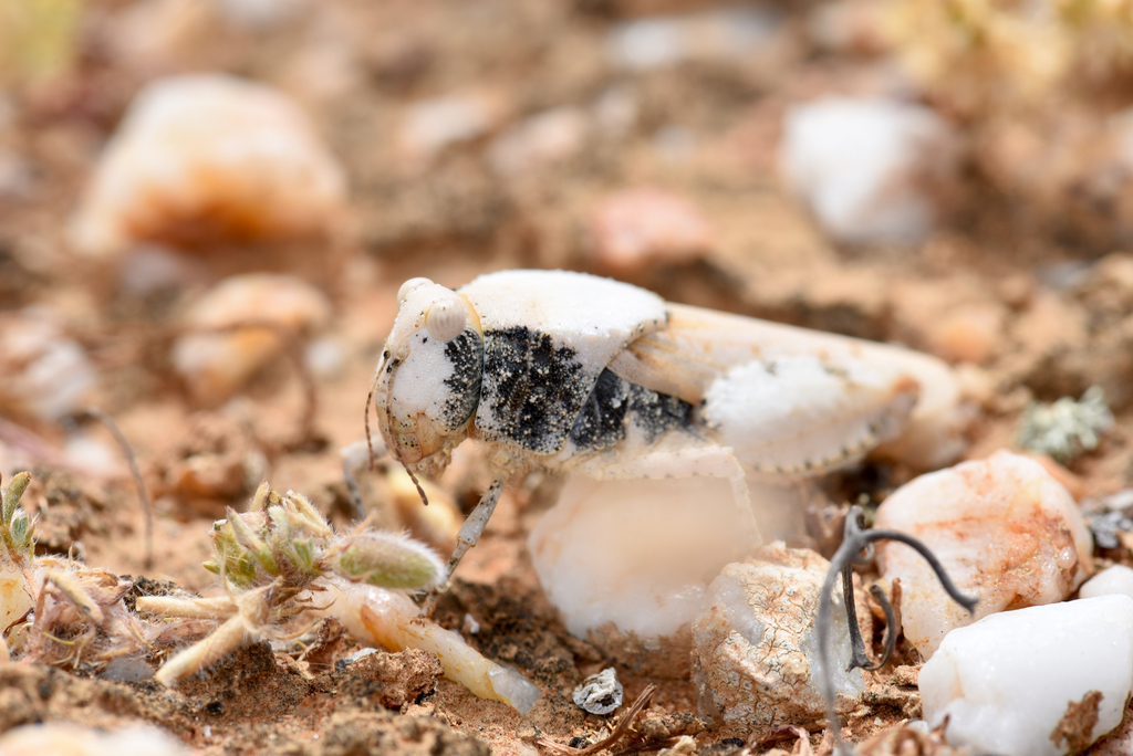 Toad Hoppers from West Coast, Südafrika on October 15, 2018 at 10:21 AM ...