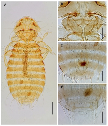 Genus Austromenopon · iNaturalist