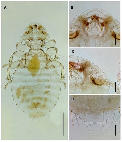 Hohorstiella lata · iNaturalist