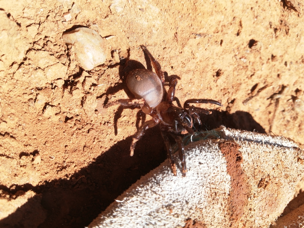 Horned Trapdoor Spiders from Sunday's River Valley Local Municipality ...