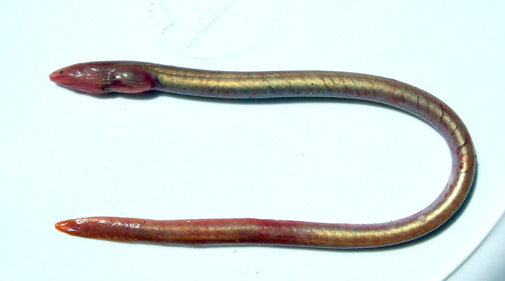 Purple Spaghetti Eel from Negros Occidental, PH on February 14, 2010 at ...