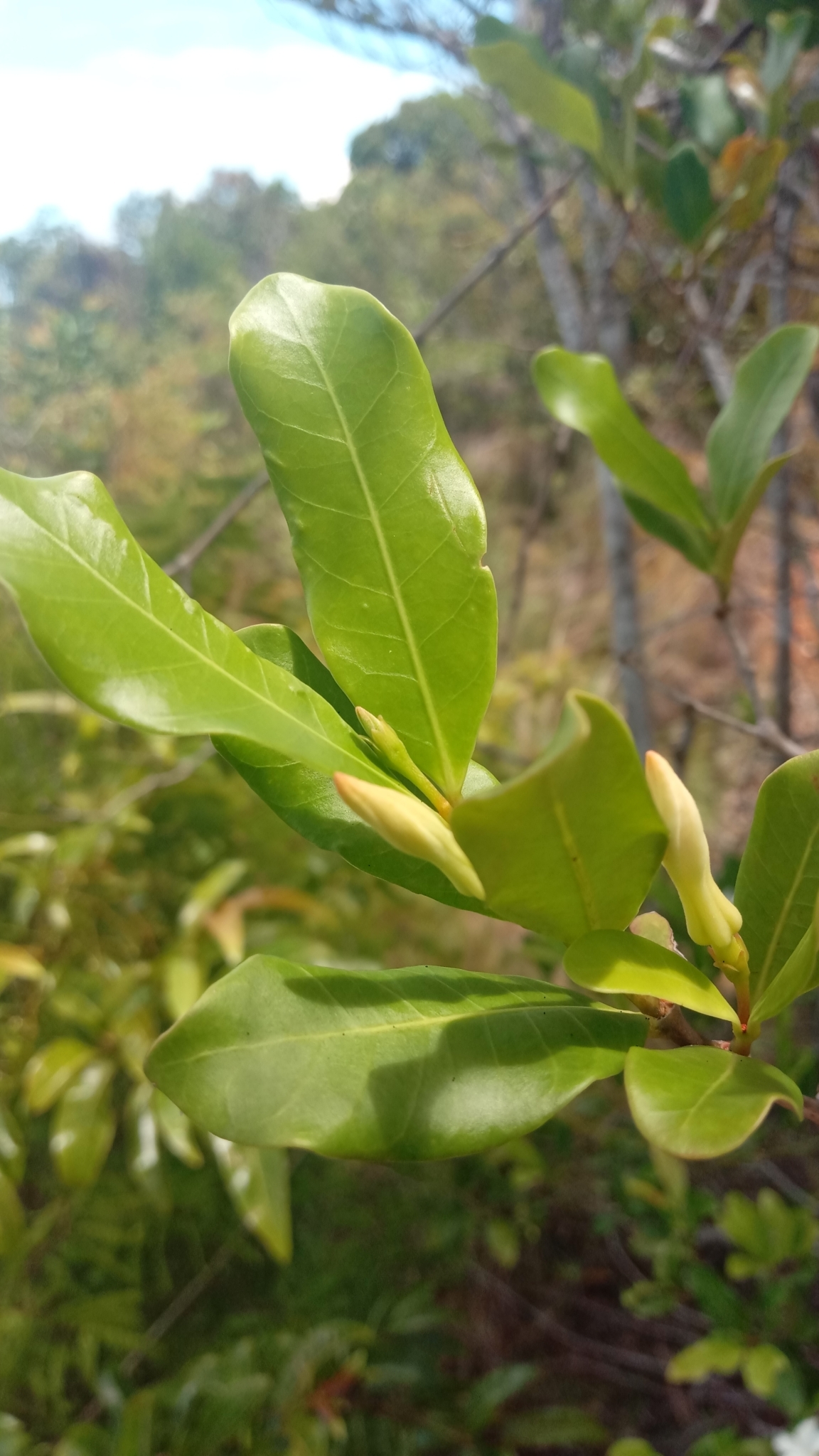 Mascarenhasia arborescens A.DC.