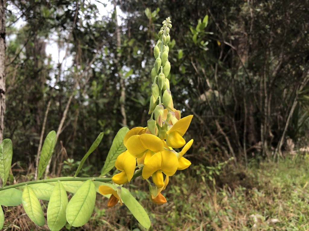 Rattleweed (Crotalaria retusa) - Botanical Realm
