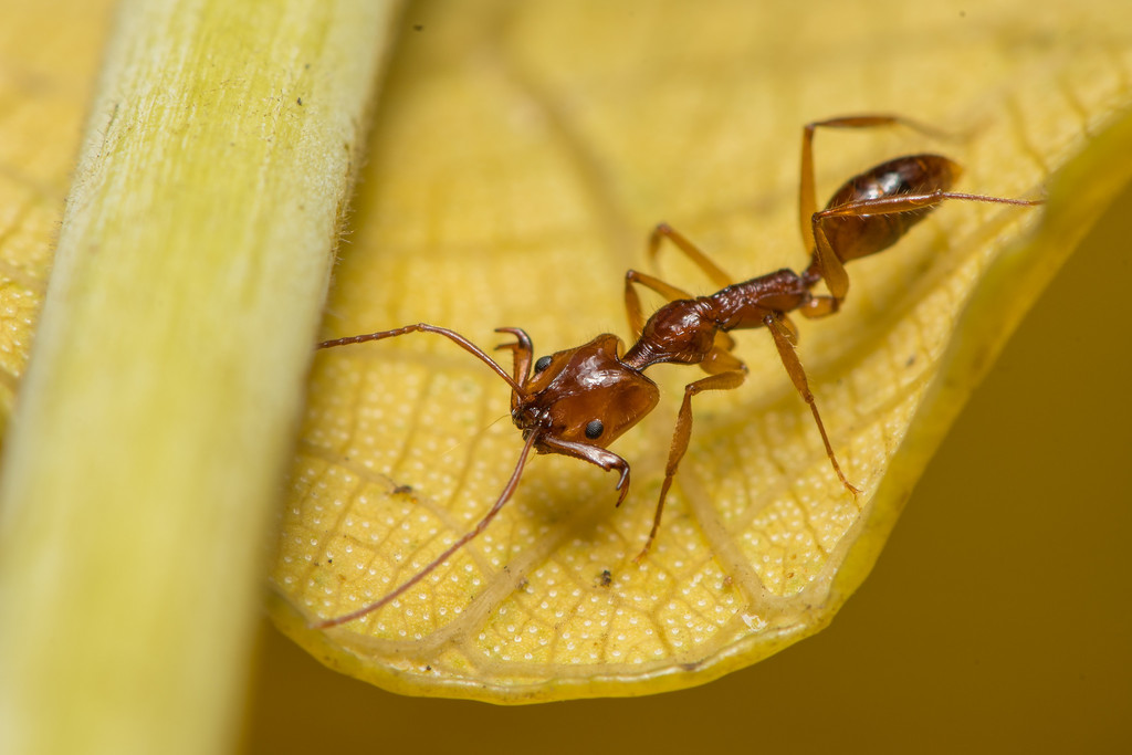 Anochetus risii from 香港 on July 04, 2016 at 12:36 AM by alex_insect. 4 ...