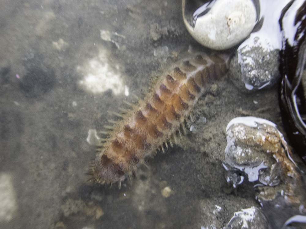 Scaleworms from Ards, Northern Ireland, United Kingdom on February 01 ...