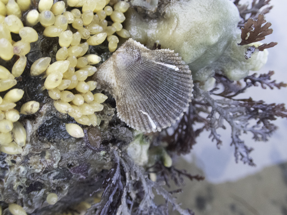 Variegated Scallop from Ards, Northern Ireland, United Kingdom on ...