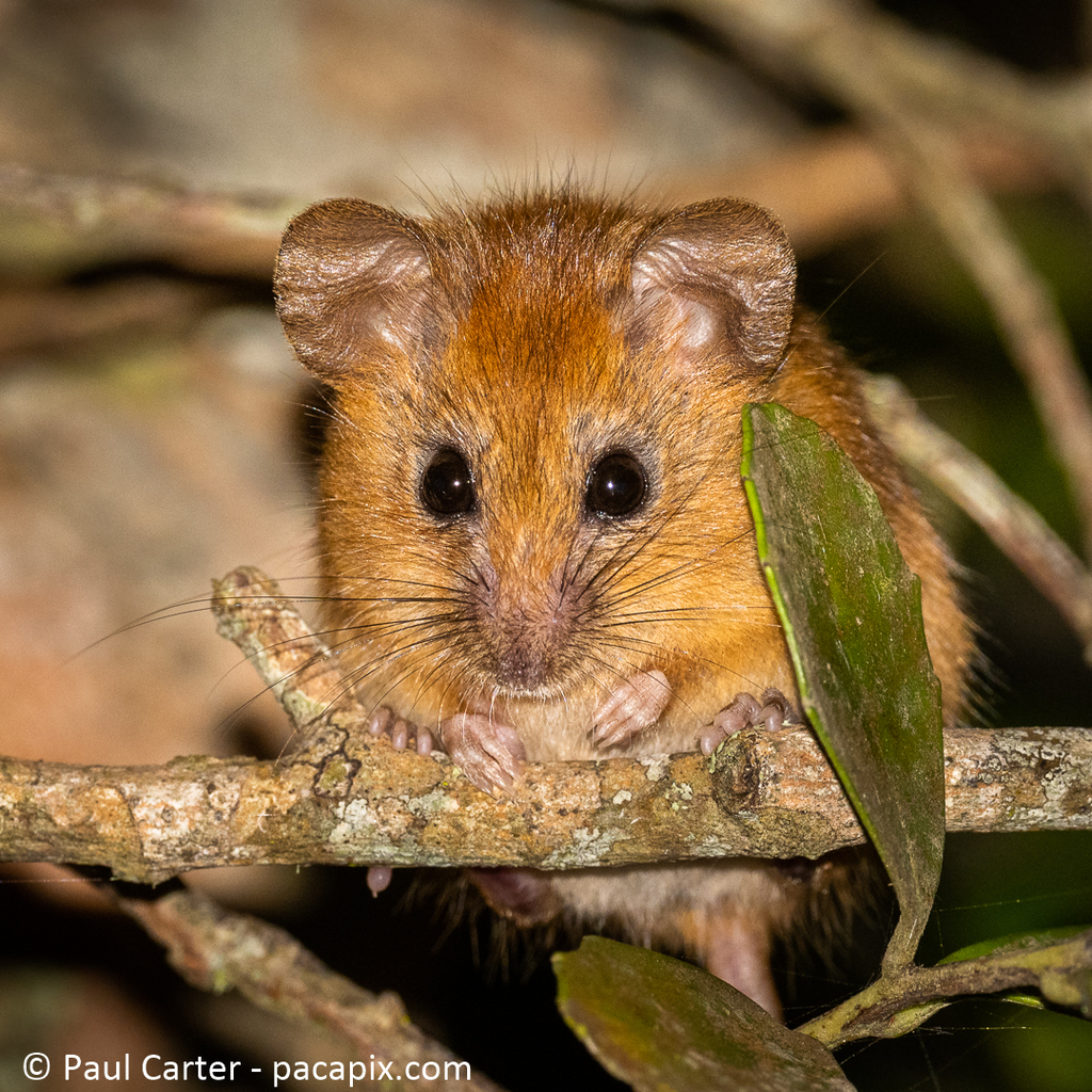 Brant's climbing mouse from On path to birdhide on January 16, 2021 at ...