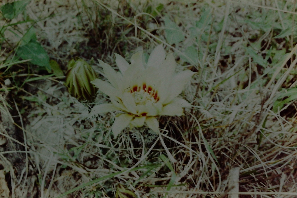 Allicoche Hedgehog Cactus from Jim Wells County, TX, USA on March 17 ...