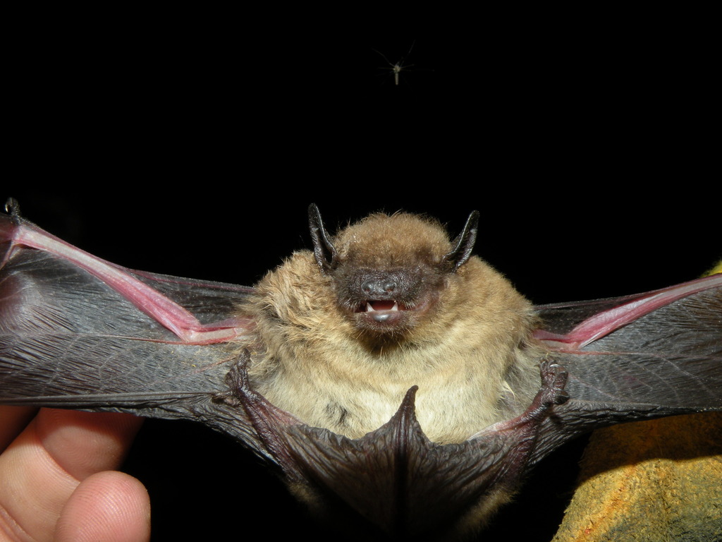 Big Brown Bat from Matamoros, Tamps., México on December 22, 2010 at 10 ...