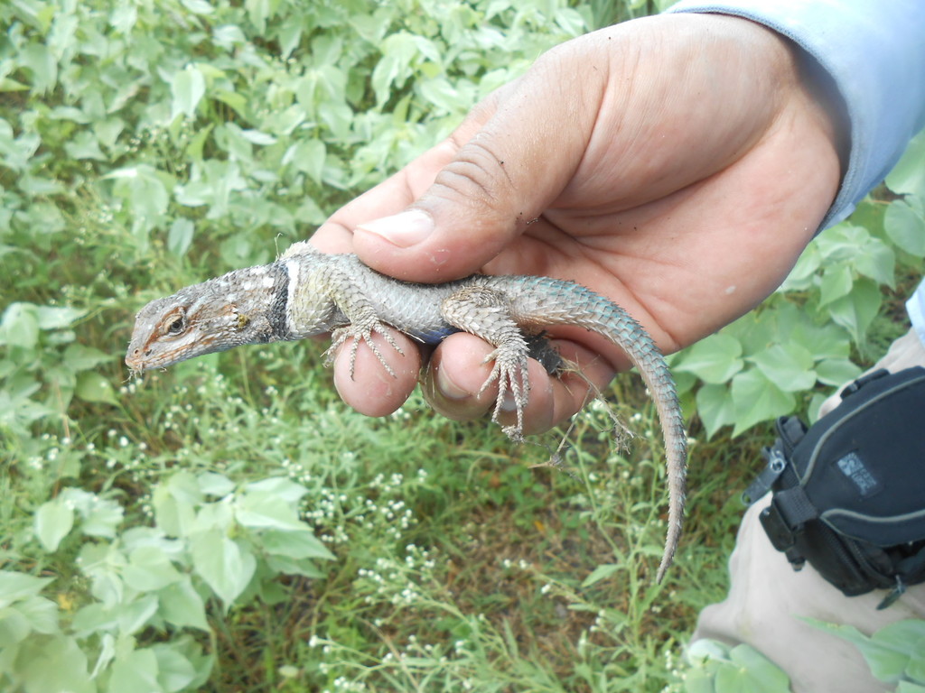 Blue Spiny Lizard from Aldama, Tamps., México on August 31, 2014 at 12: ...