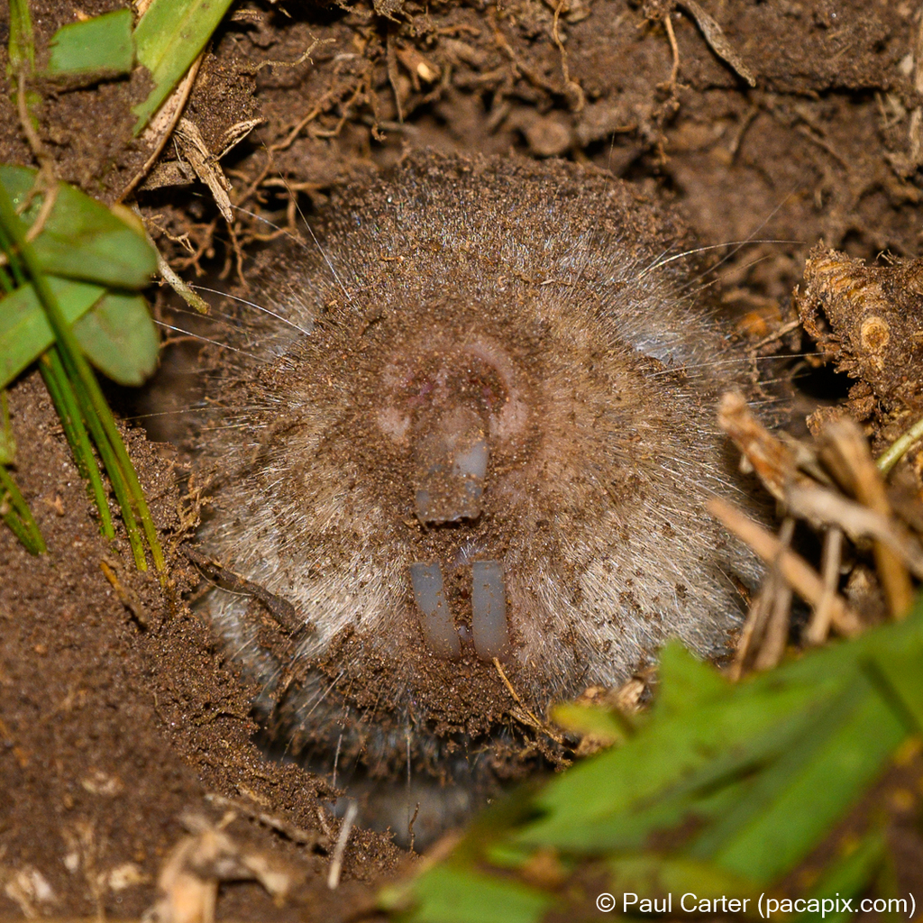 Common Molerat from The Wallow Guest House on February 16, 2020 at 08: ...