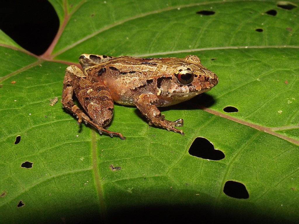Rana ladradora pigmea (Catálogo de observaciones ) · iNaturalist