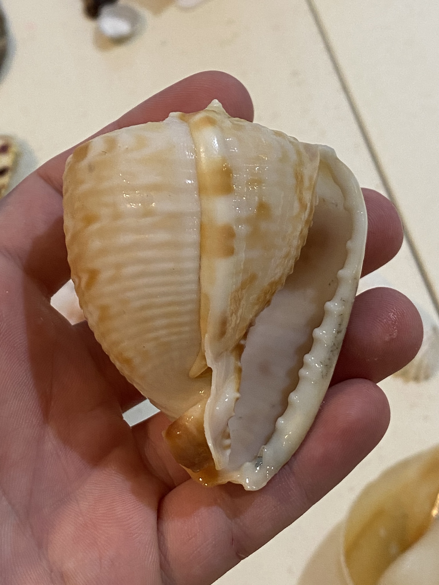 Cassis madagascariensis Lamarck, 1822