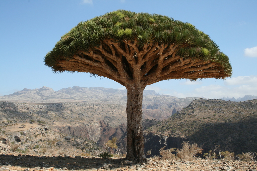 dragon blood tree in February 2011 by Manuel Schwarz · iNaturalist