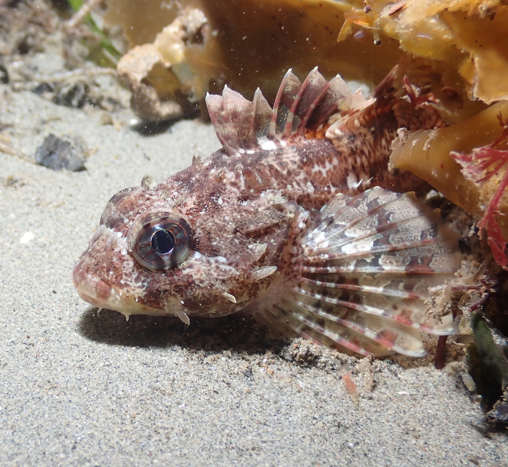 Red Irish Lord (Hemilepidotus hemilepidotus) - Marine Life Identification