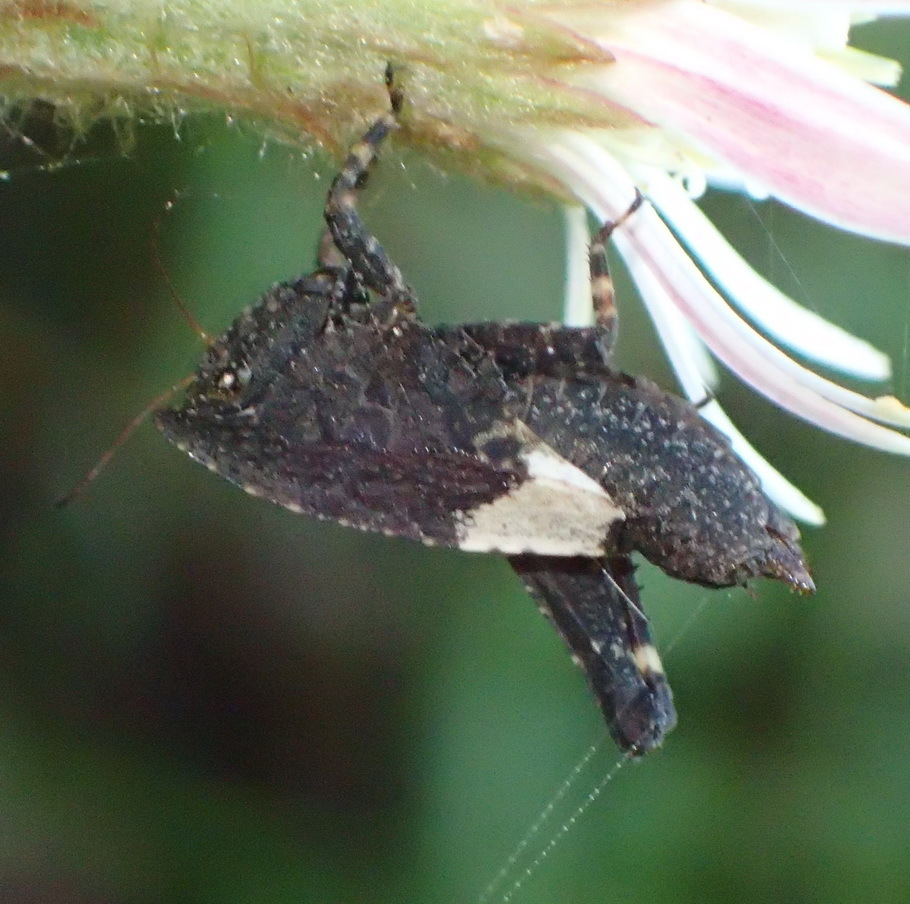 Pygmy Grasshoppers from Grootkloof Day Walk, Nature's Valley on January ...