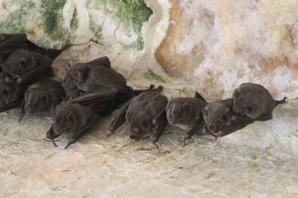 Jamaican Fruit-eating Bat from Palenque, Chis., México on October 4 ...