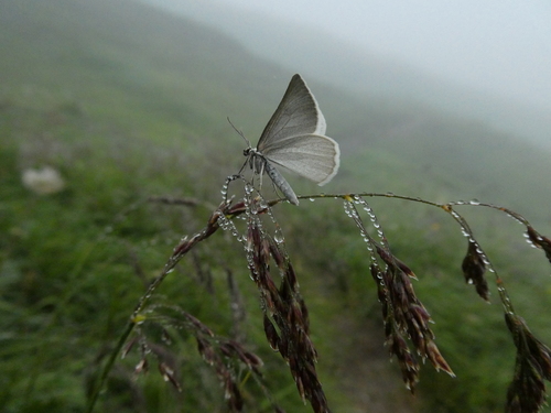 Crocota niveata · iNaturalist