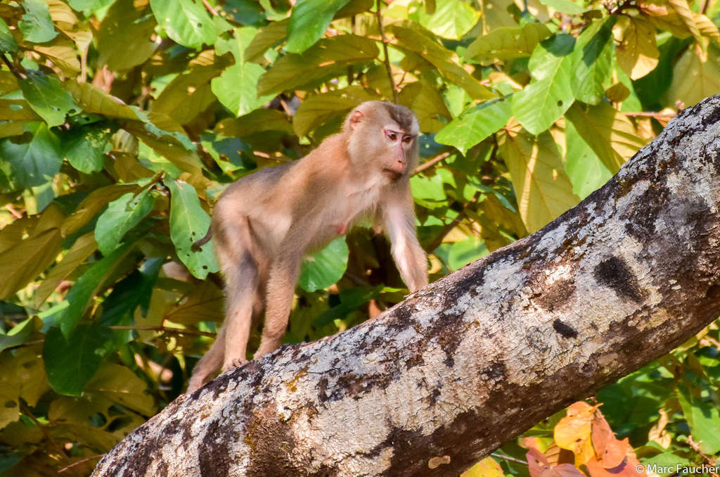 Southern Pig-tailed Macaque (Macaca nemestrina) - Know Your Mammals