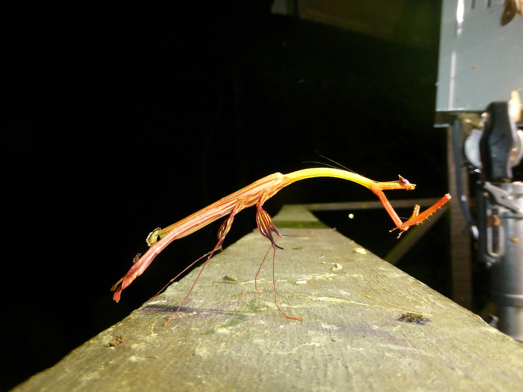 Toxodera integrifolia from Danum Valley Field Centre, Lahad Datu, Sabah ...
