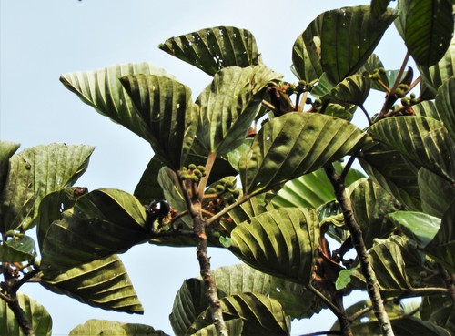 Pourouma melinonii · iNaturalist