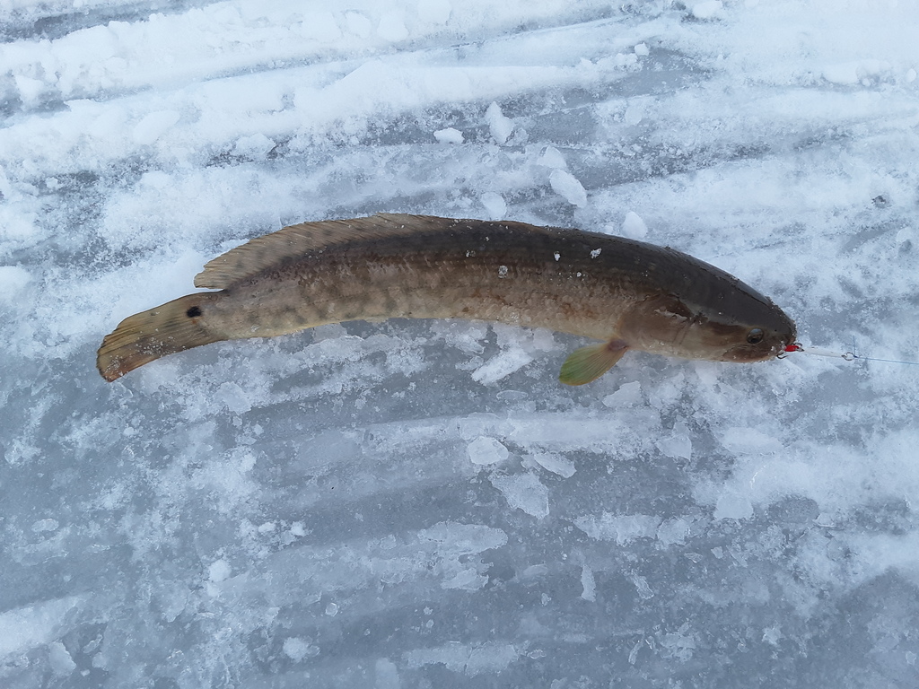 Bowfin from Erie County, PA, USA on January 31, 2021 at 03:14 PM by ...