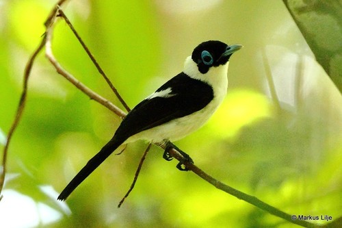 Frilled Monarch (Arses telescopthalmus) · iNaturalist