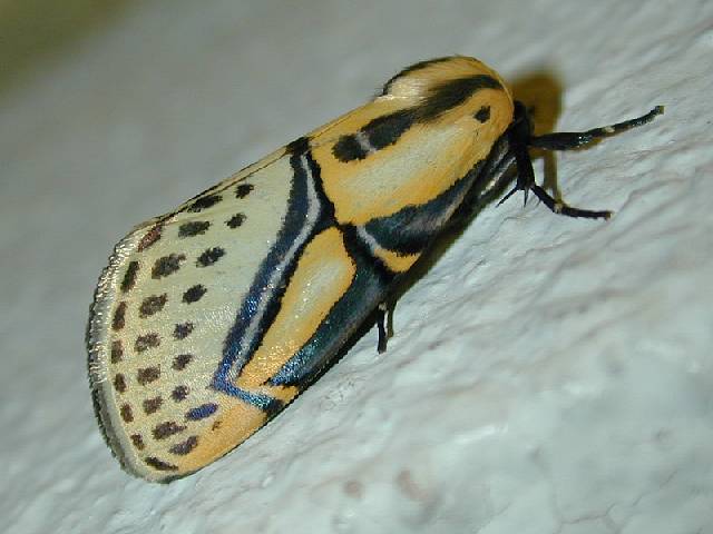 Hieroglyphic Moth from McAllen, TX, USA on October 18, 2004 at 05:42 AM ...