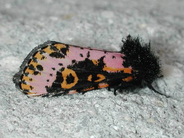 Spanish Moth from Monroe County, FL, USA on March 6, 2006 at 12:44 PM ...