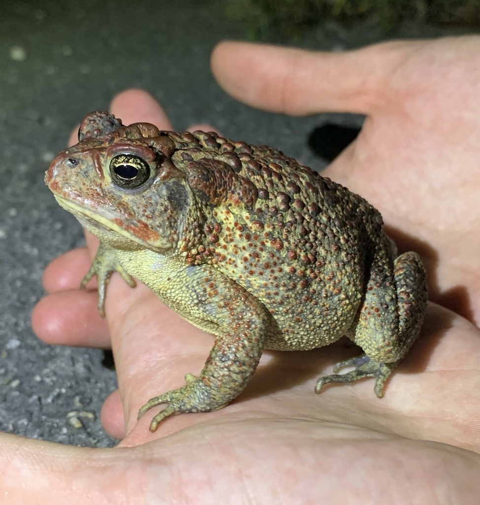 Southern Toad from Everglades National Park, FL, US on October 28, 2020 ...