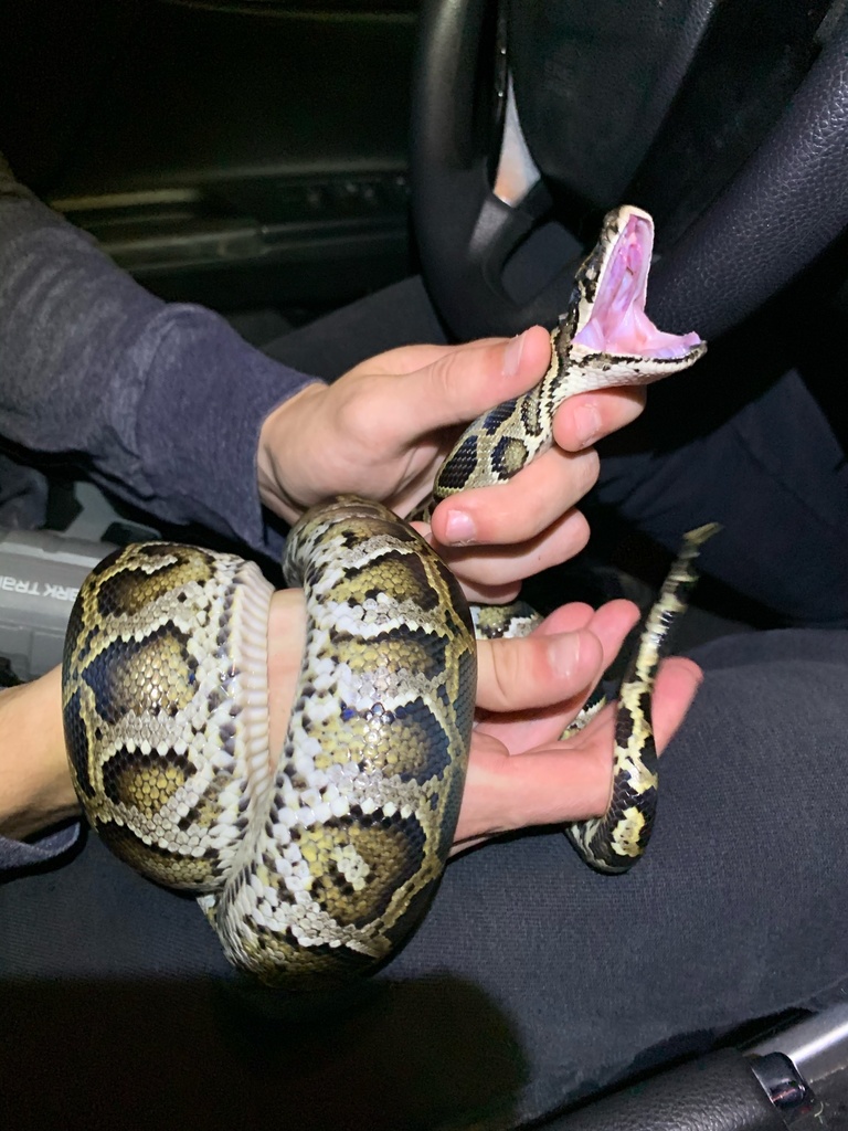 Burmese Python from Everglades National Park, Homestead, FL, US on ...