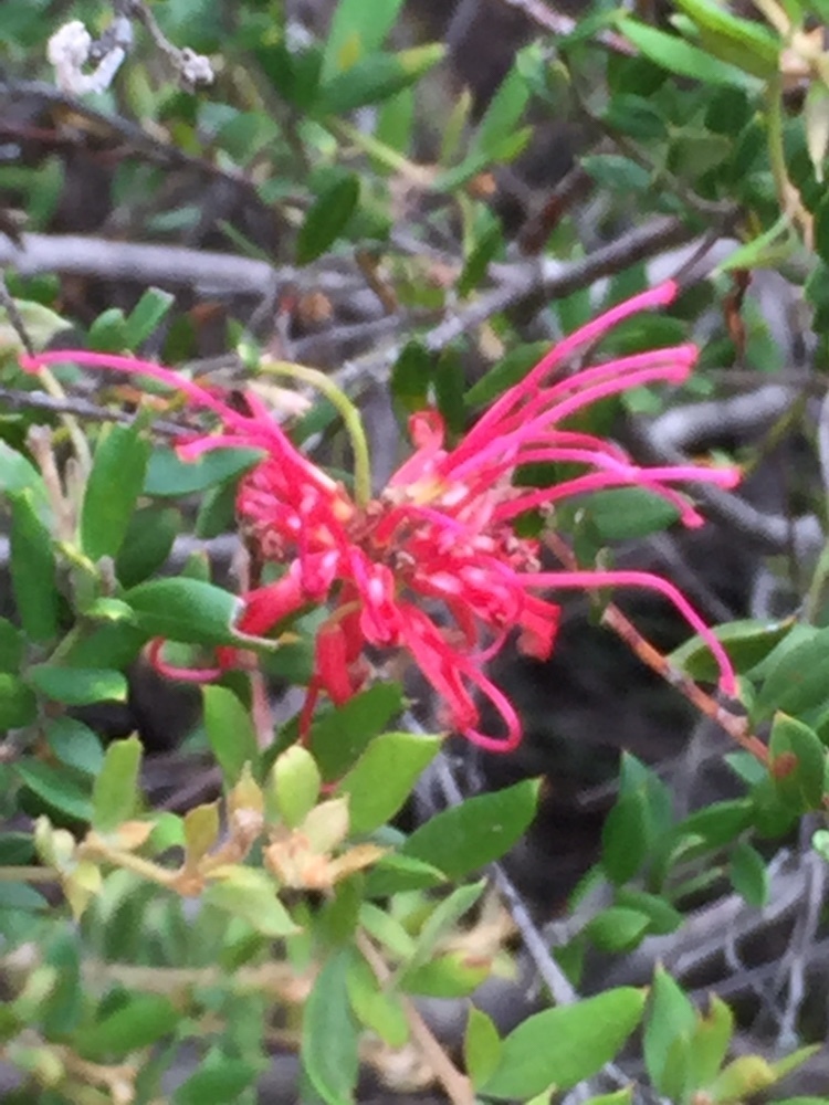 Red Spider Flower from Brisbane Water National Park, Patonga, NSW, AU ...