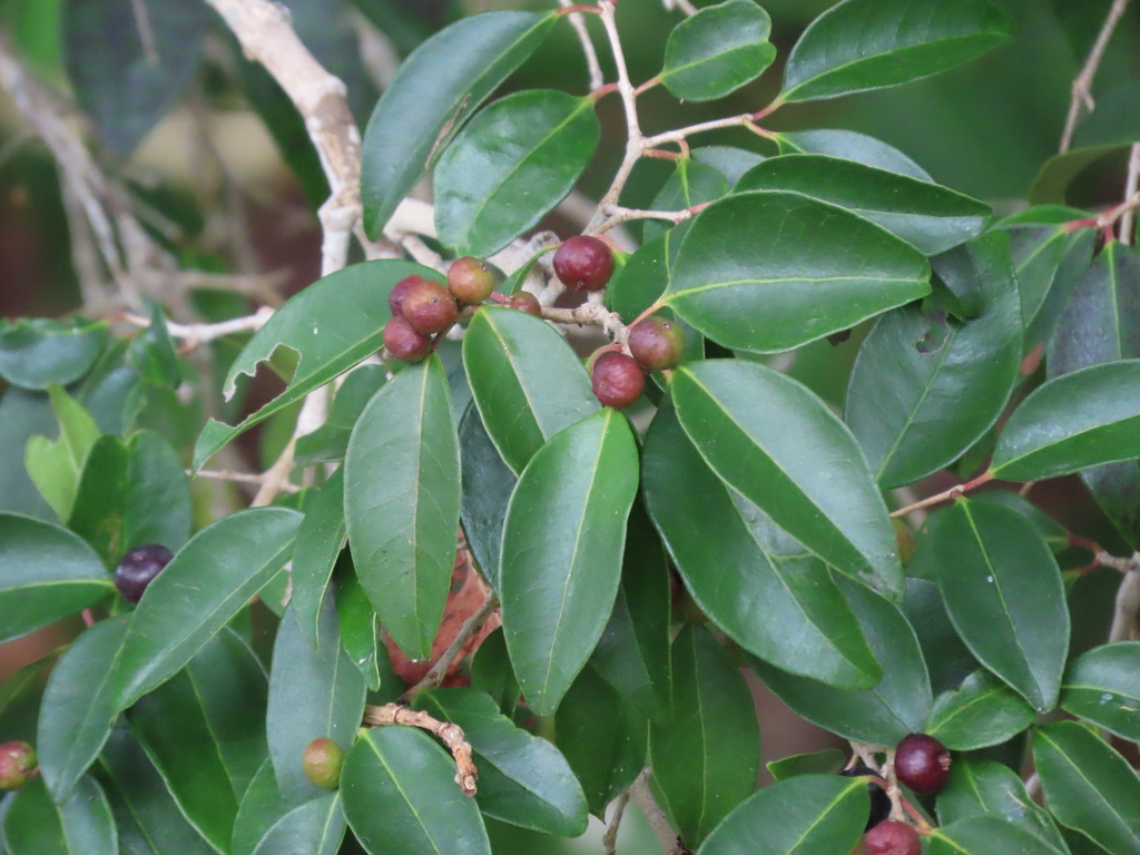 White Stopper from Bowditch Point Park, Fort Myers Beach, FL 33931, USA ...